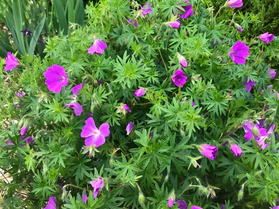 Cranesbill Pink