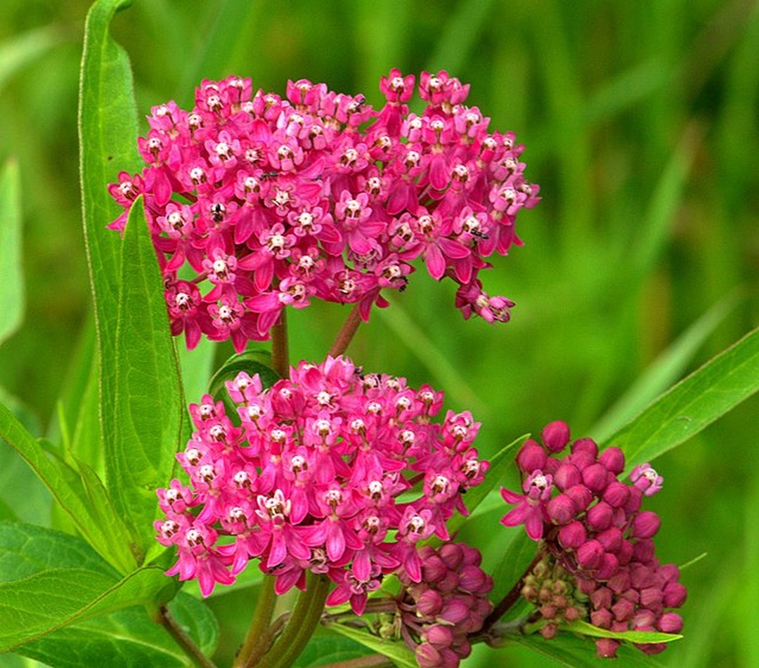 Grow Red Milkweed Plants for Monarch Butterflies and Beautify Your ...