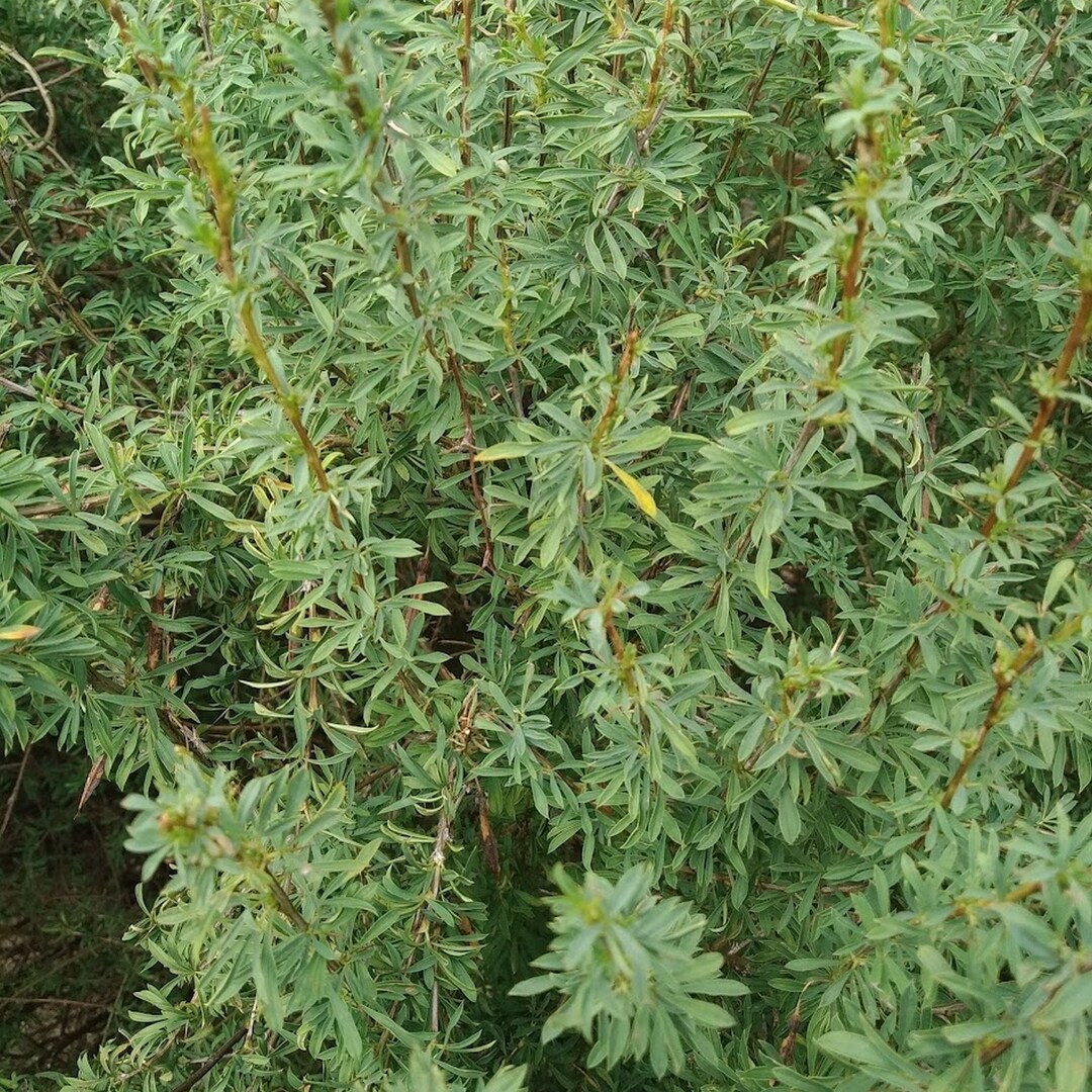 Siberian Pygmy Pea Shrub Pygmy Dwarf Caragana Seeds Rare - Etsy Canada