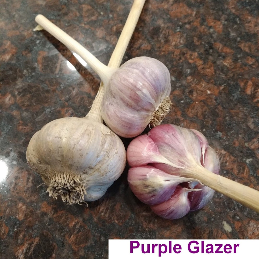 Purple Glazer Garlic Bulbs for Growing Rare Unique glazed Purple Stripe ...
