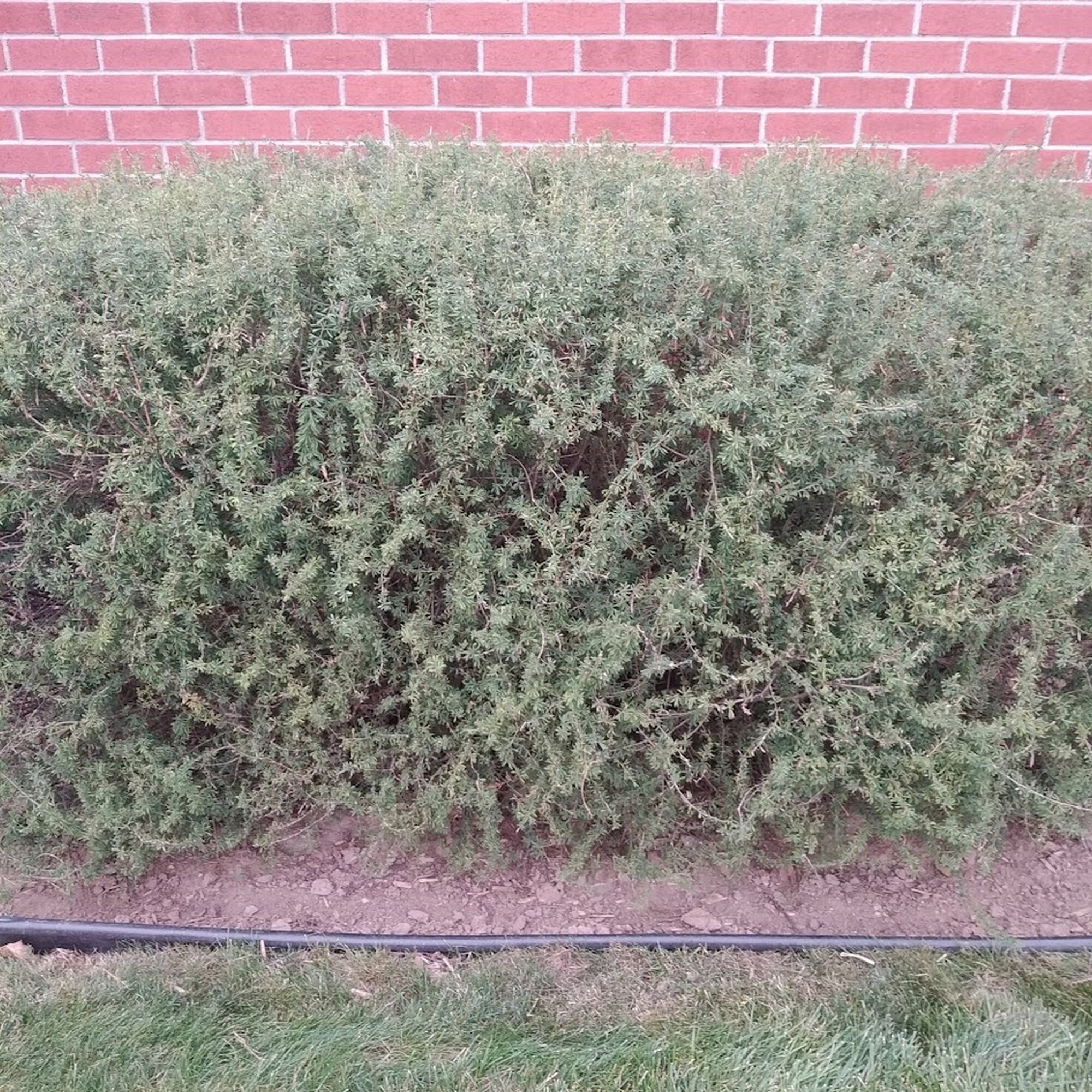 Siberian Pygmy Pea Shrub Pygmy Dwarf Caragana Seeds Rare - Etsy Canada