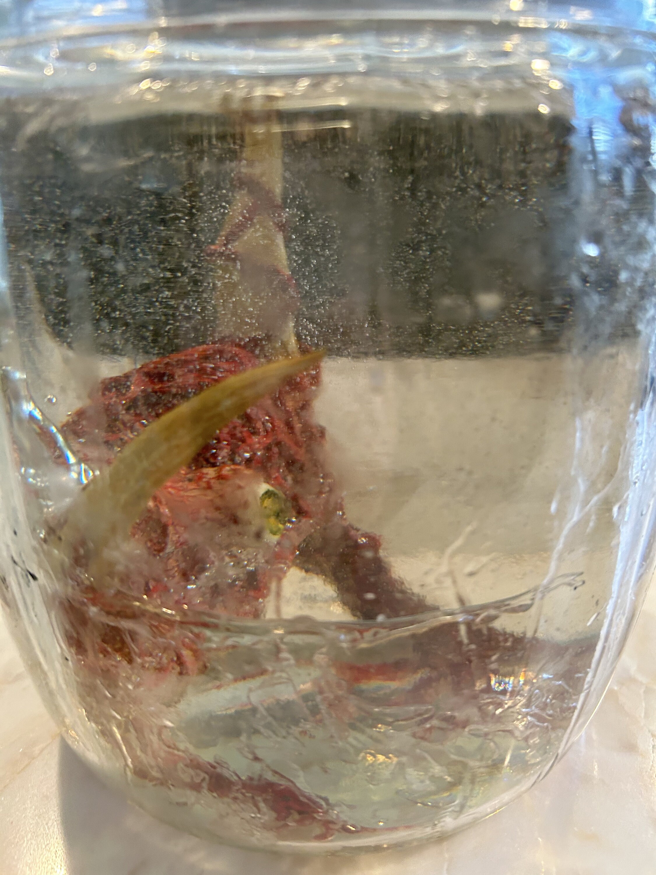 Roots Preserved in Jar Full of Liquid Sculpture original - Etsy