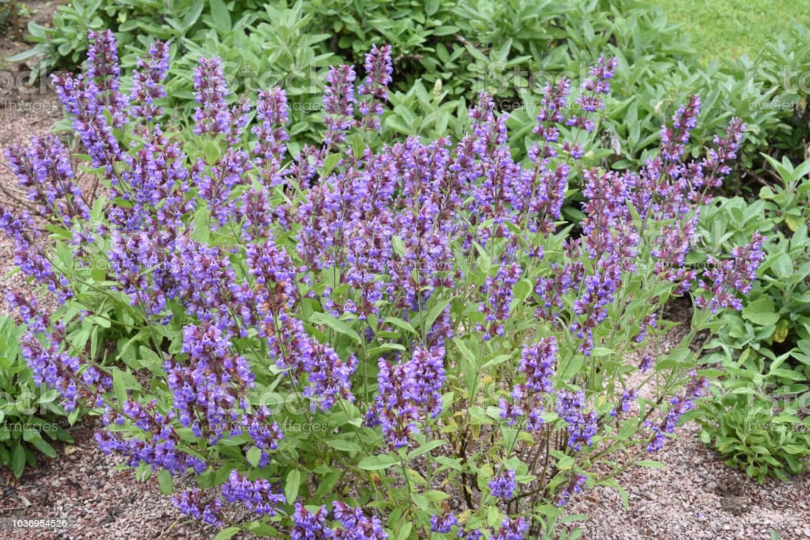 Sage Broadleaf Herb Seeds Easy to Grow Perennial Herb | Etsy