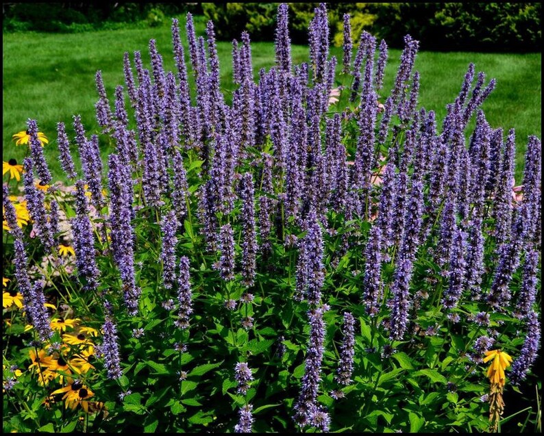 Giant Hyssop Seeds Perennial Mexicana Lavender Seeds | Etsy