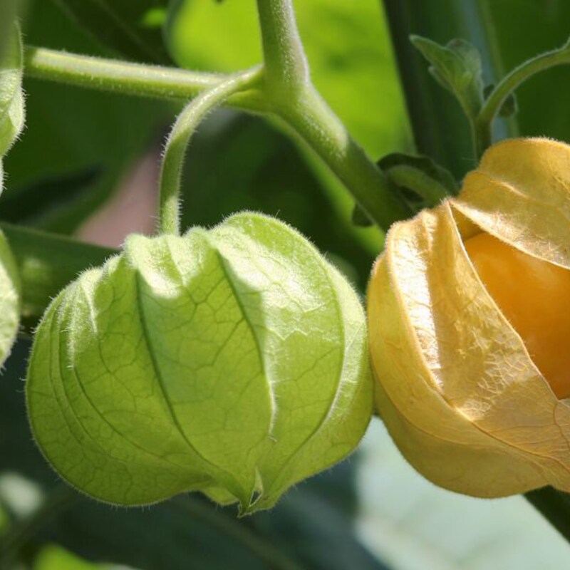 Ground Cherry Plant - Etsy