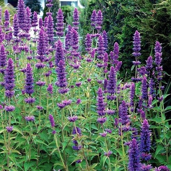 Giant Hyssop Seeds Perennial Mexicana Lavender Seeds | Etsy