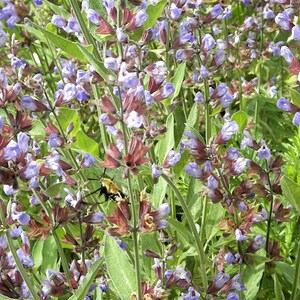Sage Broadleaf Herb Seeds, Easy to Grow Perennial Herb, Beautiful ...