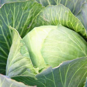 Early Round Dutch Cabbage Seeds, Dutch Cabbage, Easy to Grow Vegetable ...