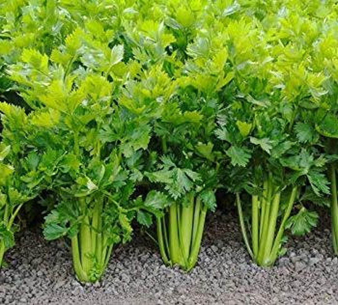 Tendercrisp Celery Seeds, Very Tasty Celery, Vegetable Gardening ...