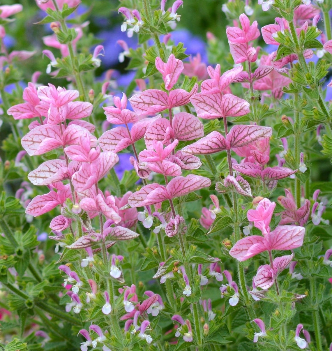 Salvia Pink Sunday Seeds Easy To Grow Tall Beautiful Plants | Etsy