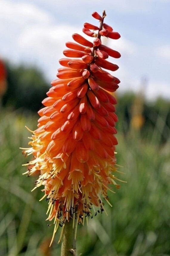 Red Hot Poker Flower Seeds Torch Lily African Flame Flower | Etsy