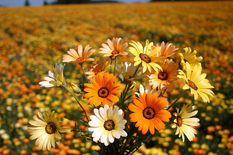 African Daisy Mixed Color Seeds African Daisy Seeds - Etsy