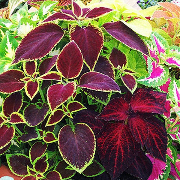 Coleus Seeds - Etsy