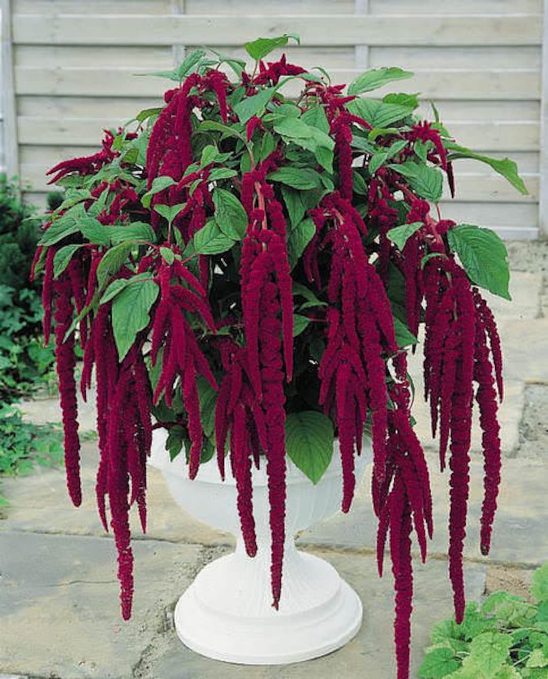 Love Lies Bleeding Flower Seeds, Cheaper Price on my website ...
