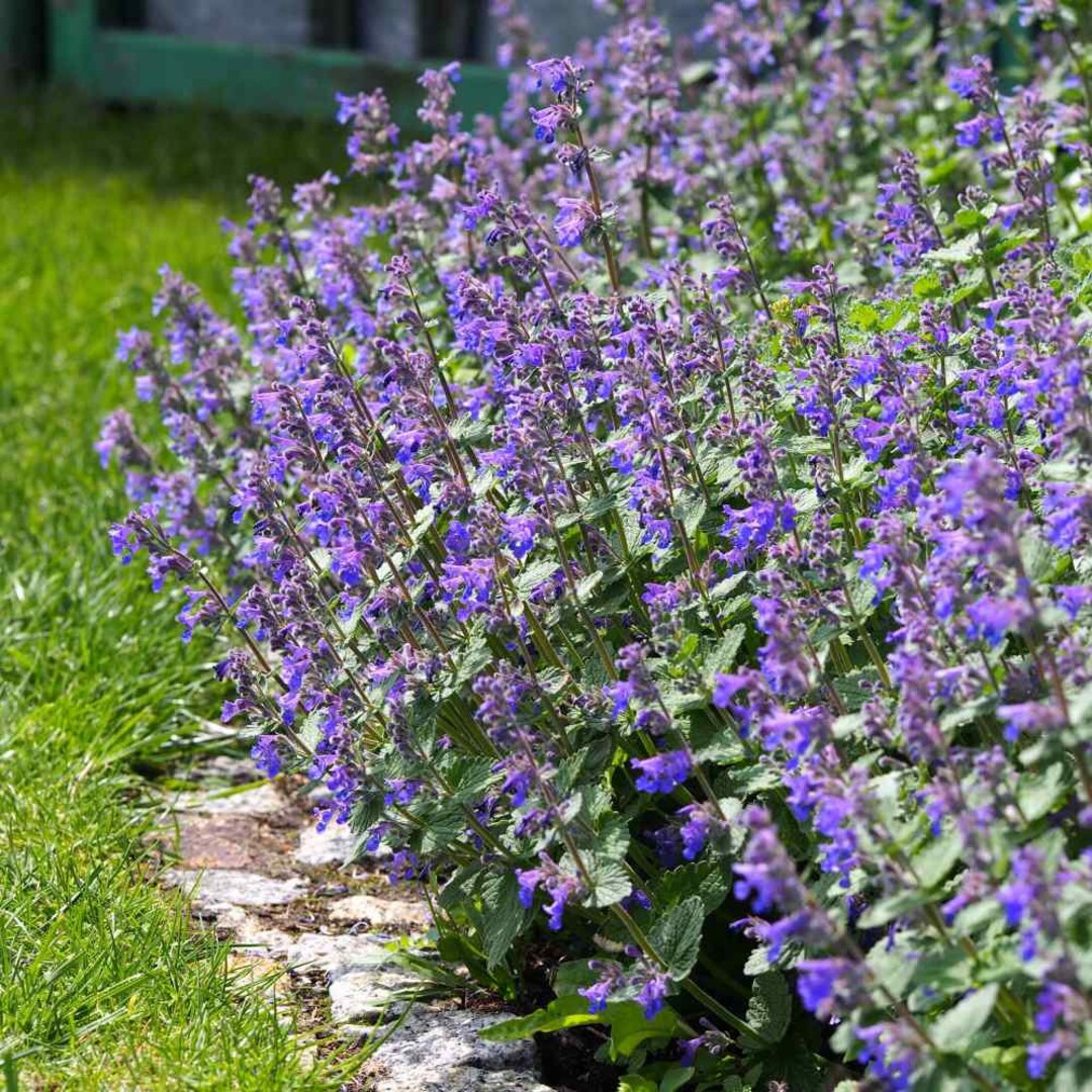 Catmint Herb Seeds, Hummingbirds Love, Catmint Seeds, Herb Gardening ...