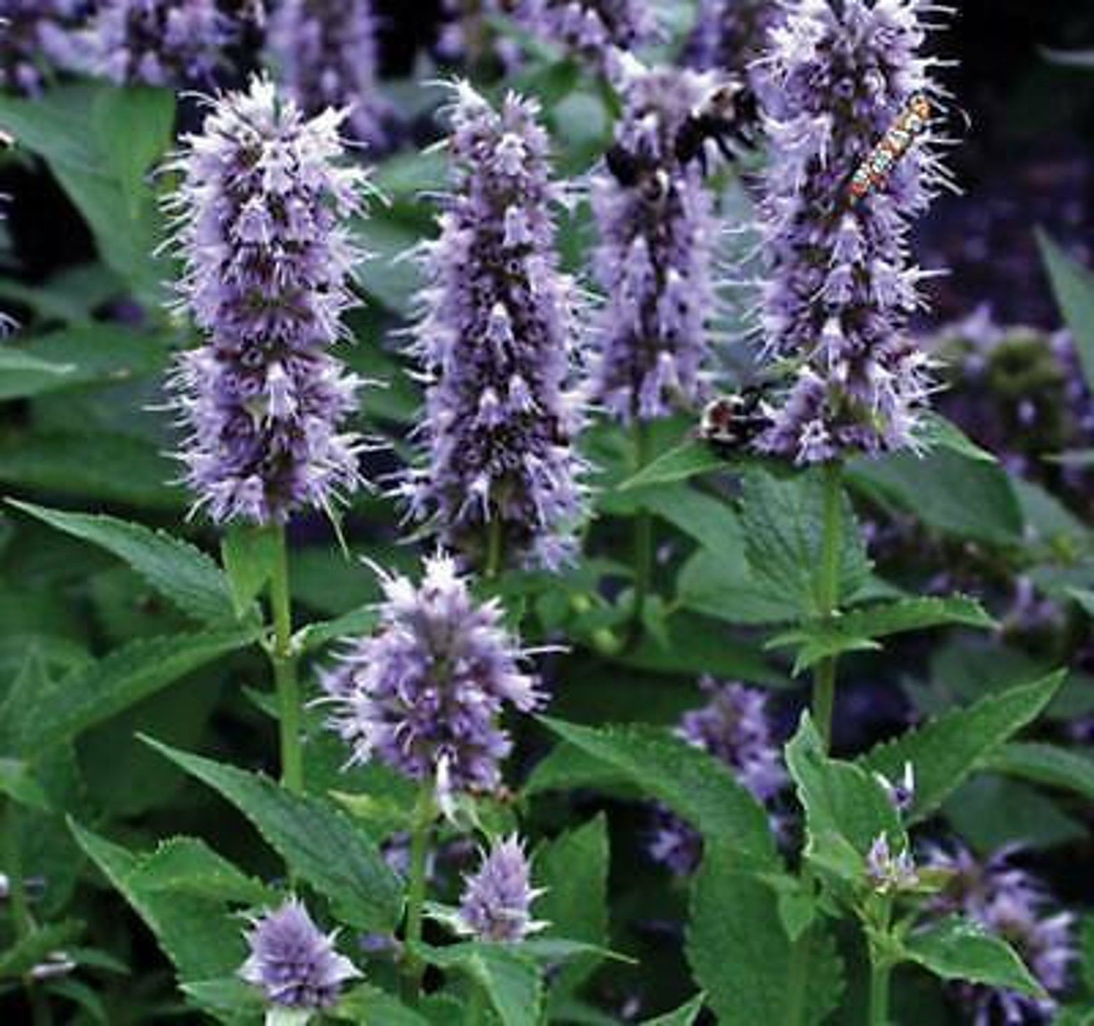 Giant Hyssop Seeds Perennial Mexicana Lavender Seeds | Etsy