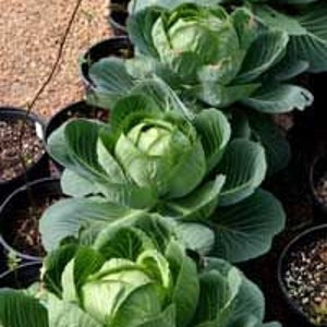 Early Round Dutch Cabbage Seeds, Dutch Cabbage, Easy to Grow Vegetable ...