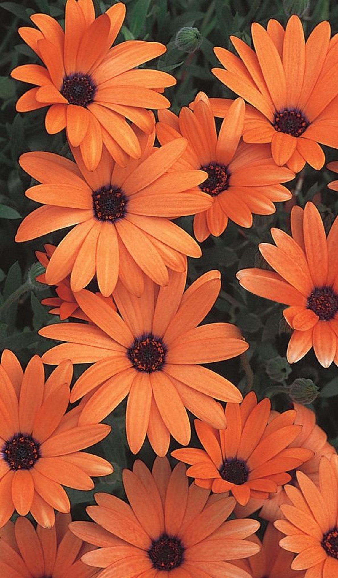African Daisy Mixed Color Seeds African Daisy Seeds - Etsy