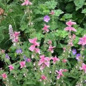 Salvia Pink Sunday Seeds Easy To Grow Tall Beautiful Plants | Etsy