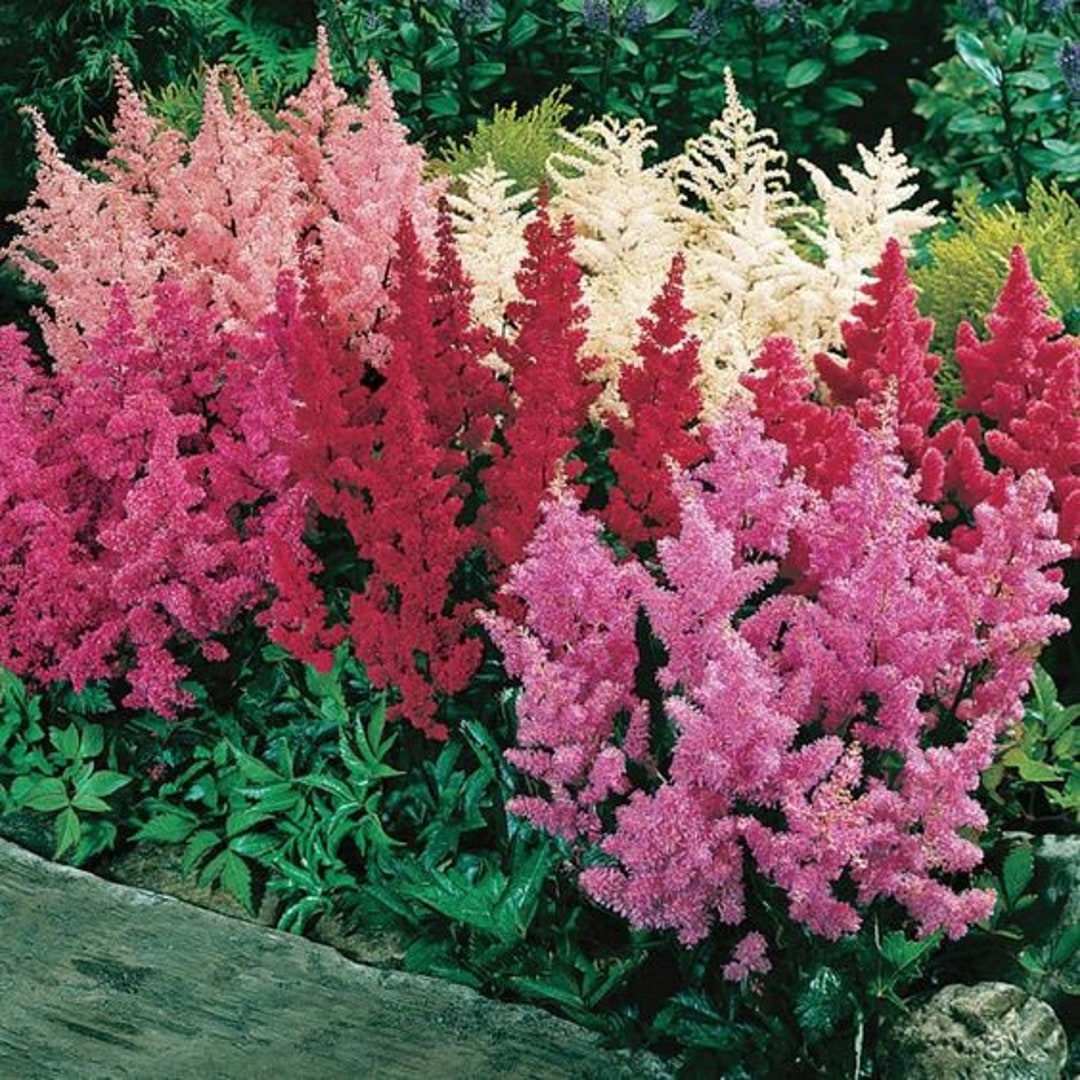 Astilbe Arendsii Bunter Mixed Color Seeds, Part Shade Perennial ...