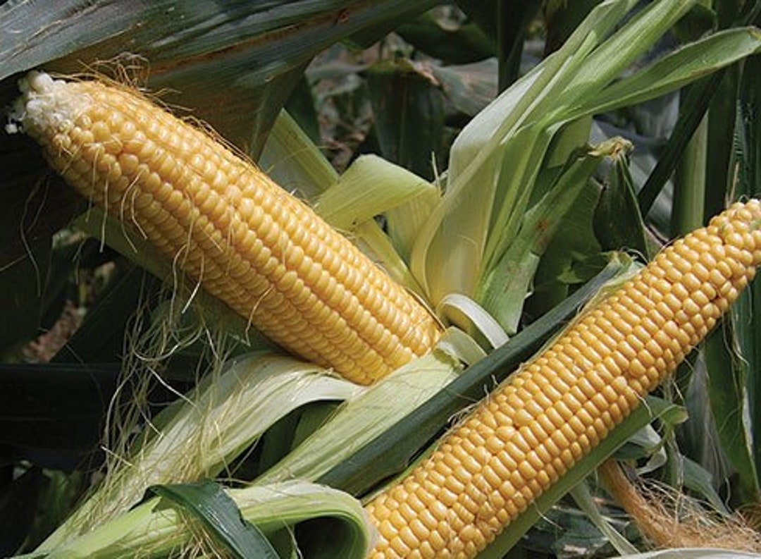 Golden Bantam Organic Corn Seeds, Golden Bantam Corn, Early Crop Corn ...