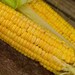 Golden Bantam Organic Corn Seeds Golden Bantam Corn Early - Etsy