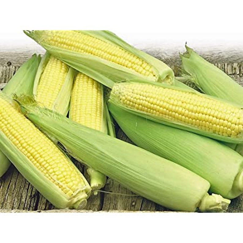 Golden Bantam Organic Corn Seeds Golden Bantam Corn Early - Etsy