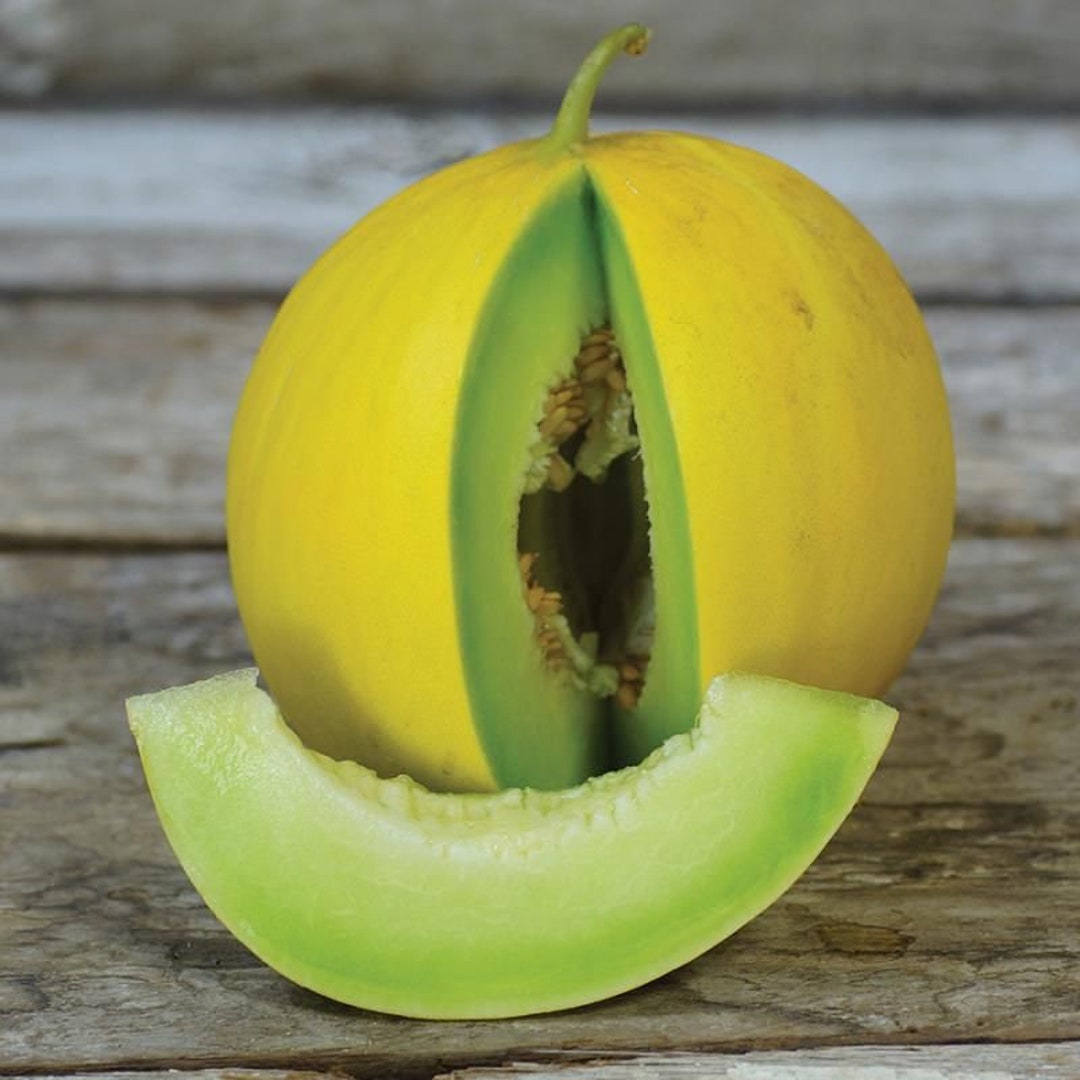 Golden Honeymoon Melon Seeds, Cucumis Melo, Sweet Bright Yellow Melon ...