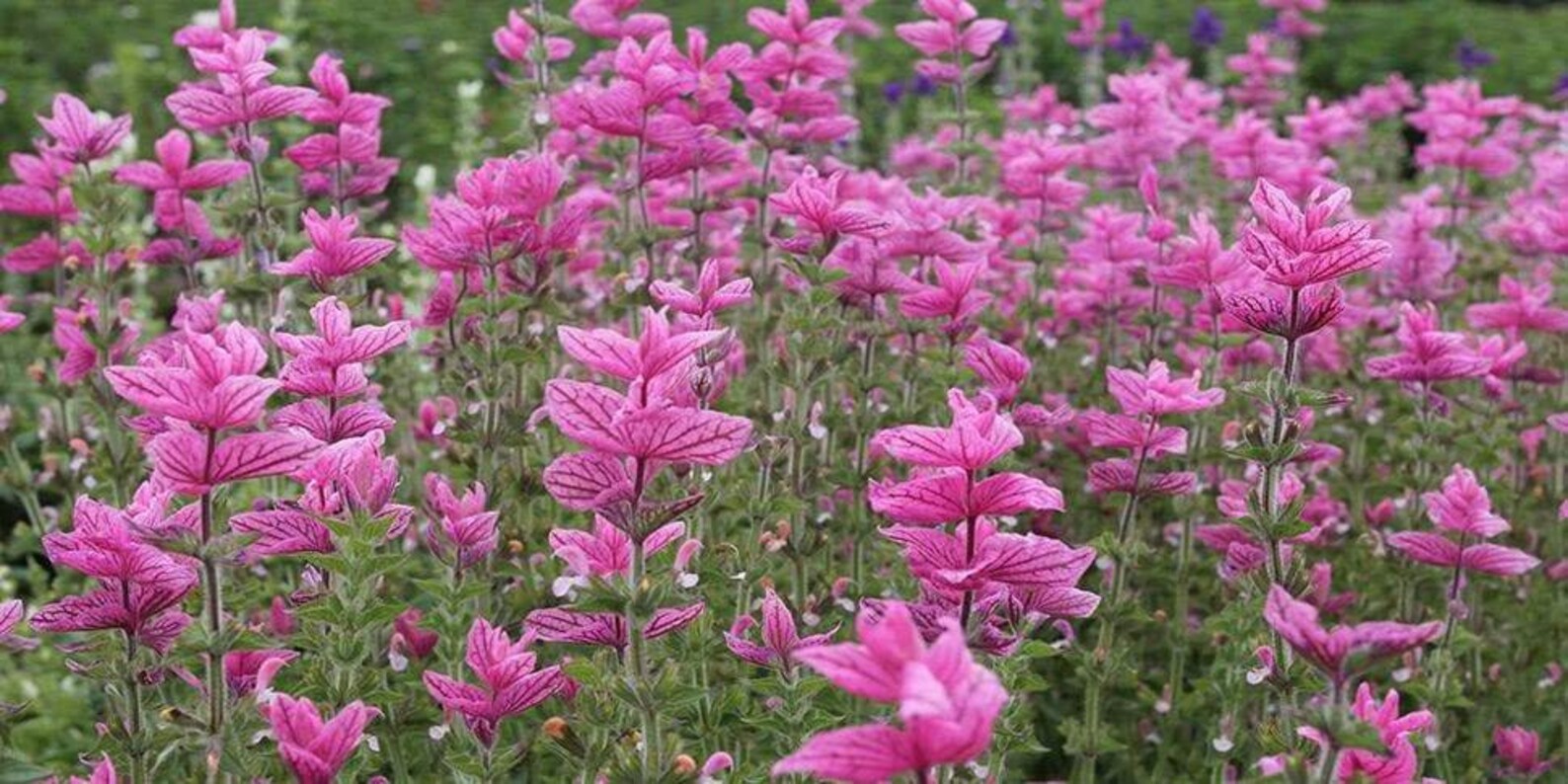 Salvia Pink Sunday Seeds Easy to Grow Tall Beautiful Plants - Etsy