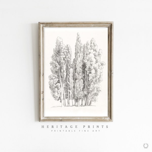 Cypress Tree Drawing - Etsy