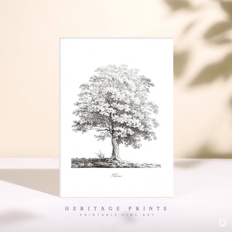 Oak Etching Print Download Vintage Black and White Tree | Etsy