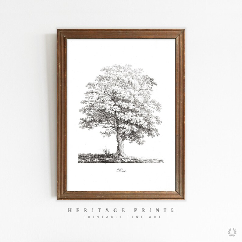Oak Etching Print Download Vintage Black and White Tree - Etsy
