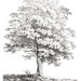 Oak Etching Print Download Vintage Black and White Tree - Etsy
