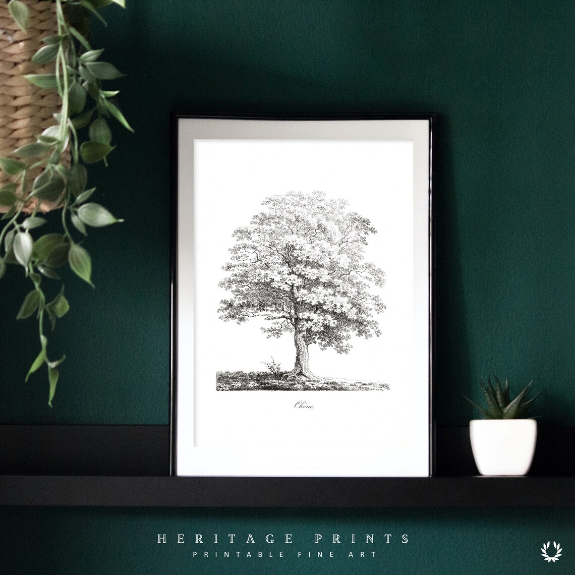 Oak Etching Print Download Vintage Black and White Tree | Etsy