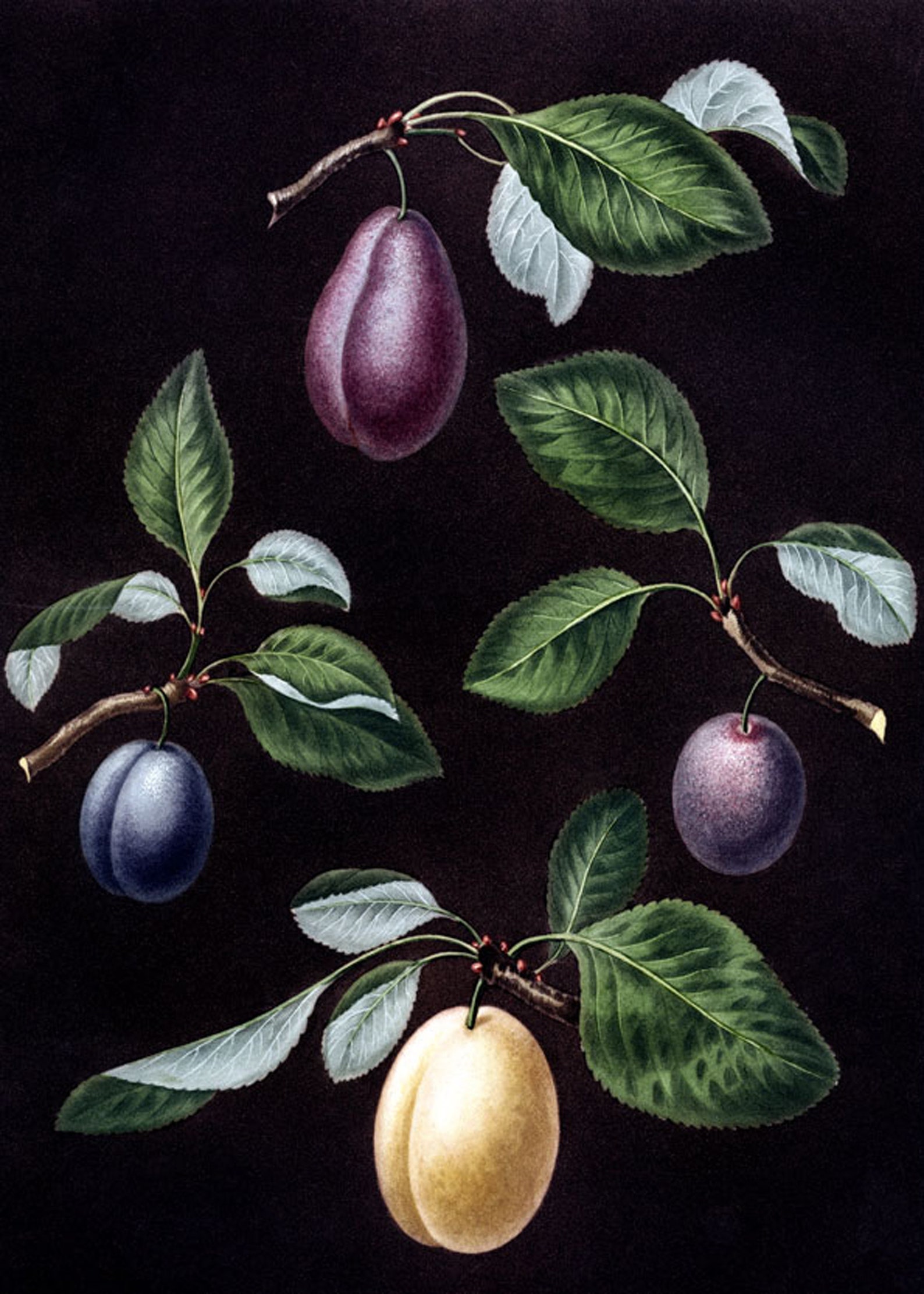 Vintage Plums Botanical Giclee Print - Etsy UK