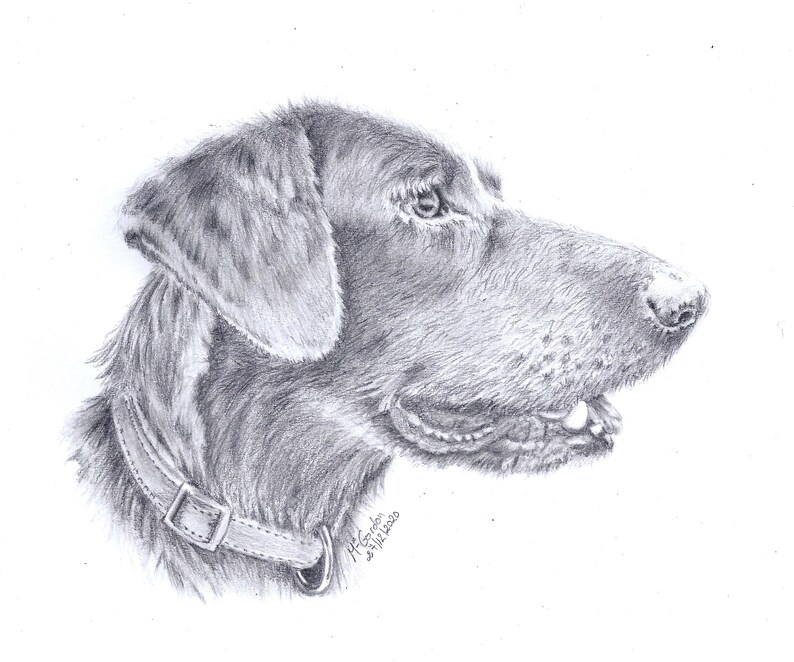 EEUU Custom Pencil Dog Sketch Drawing A4 Size 210x297mm - Etsy España
