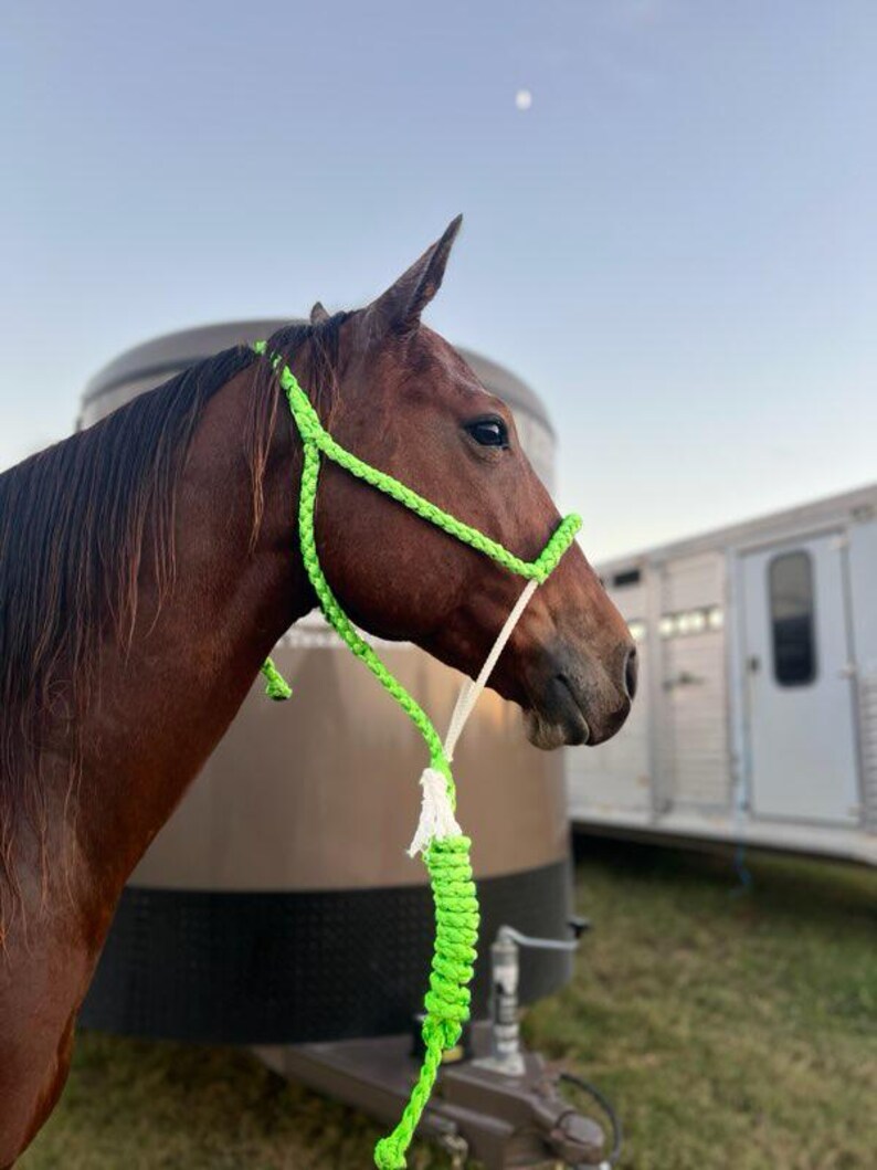 Mule Tape Halters - Etsy