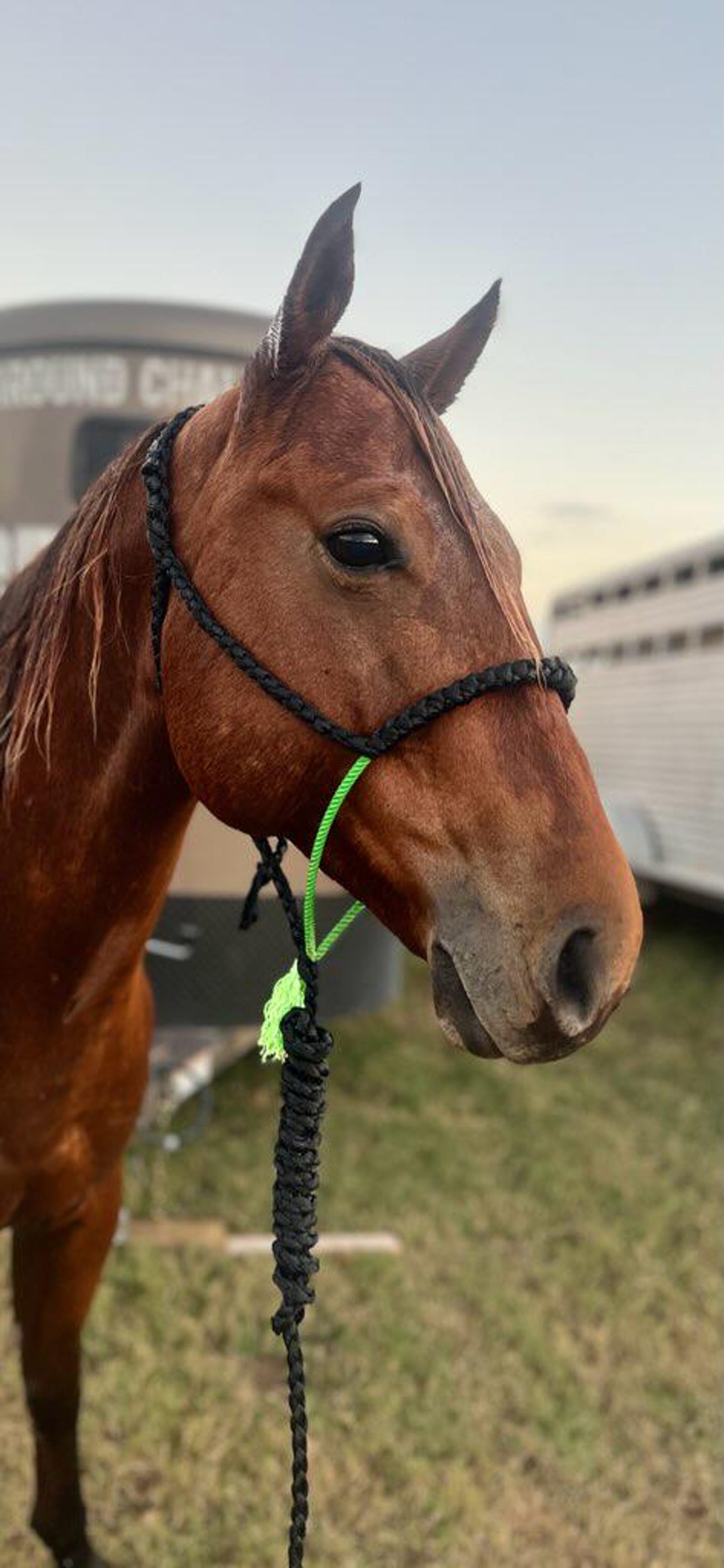 Mule Tape Halters - Etsy