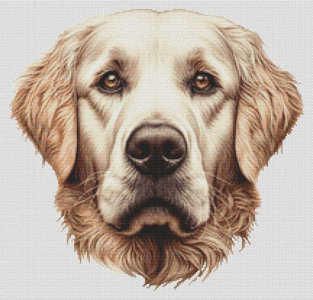 Buff Golden Retriever Counted Cross Stitch Pattern - Etsy