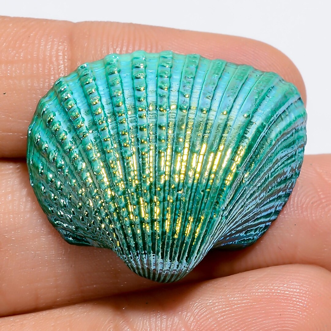 Green Sea Shell Titanium Coated Excellent Natural Loose Sea Shell for ...