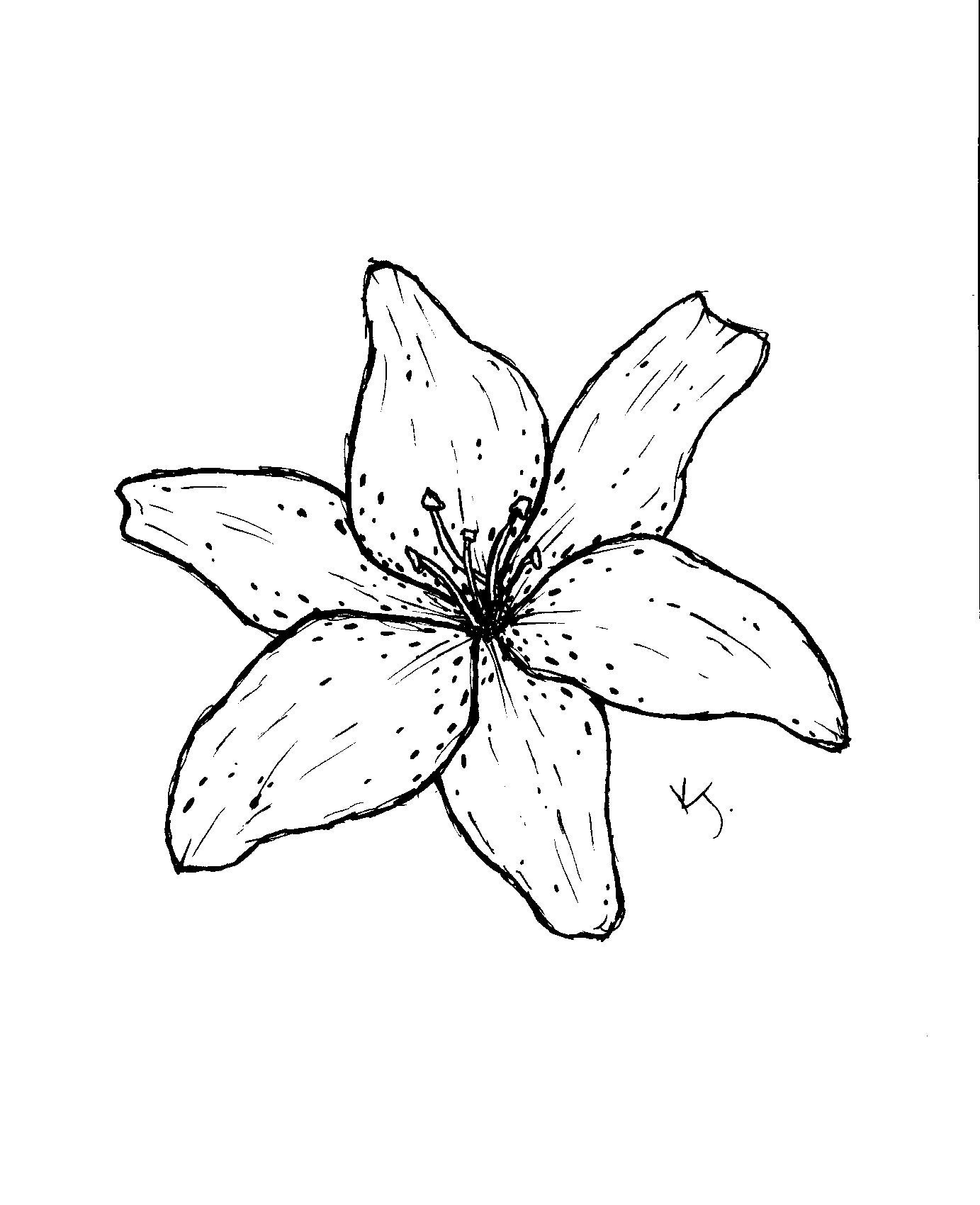 Simple Lily Flower Drawing Outline