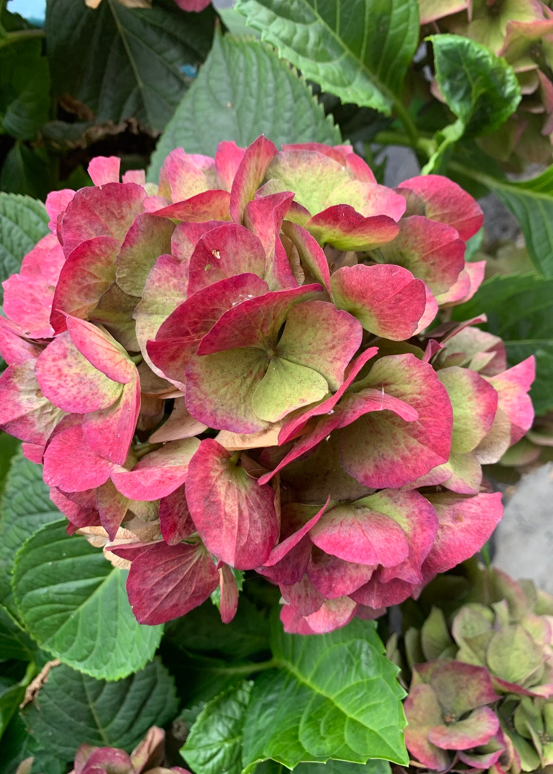 Shades of the Hydrangea - Etsy