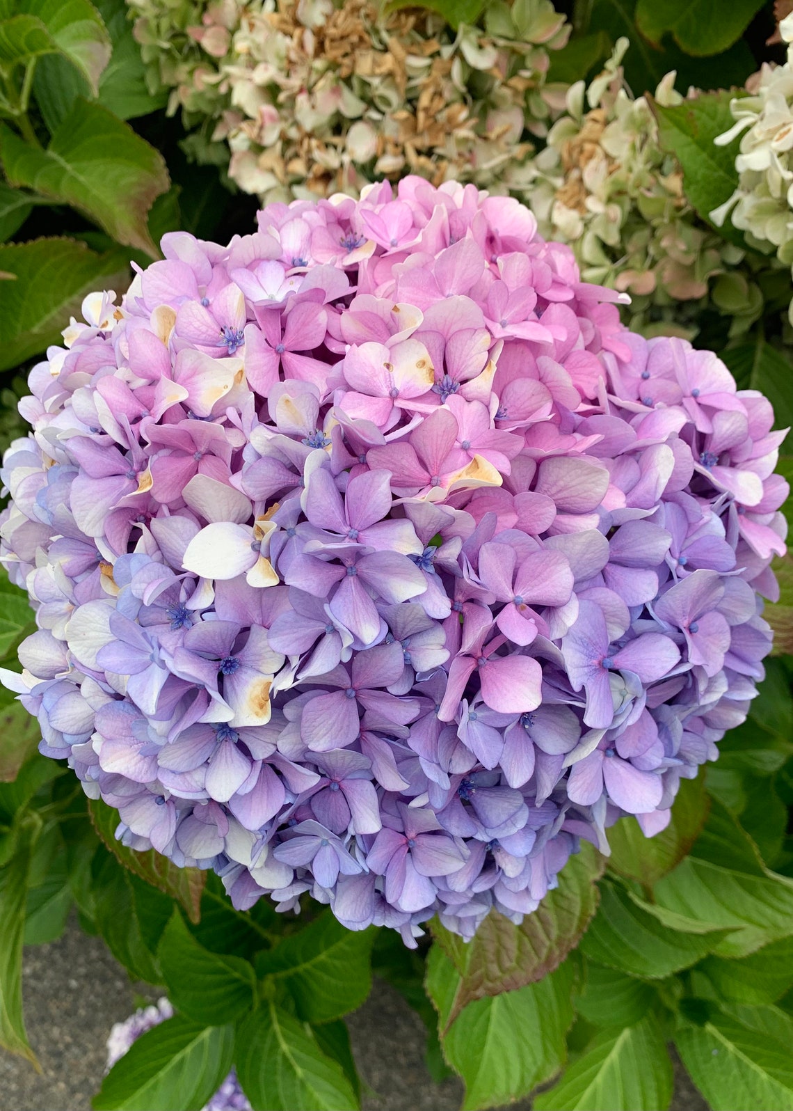 Shades of the Hydrangea - Etsy