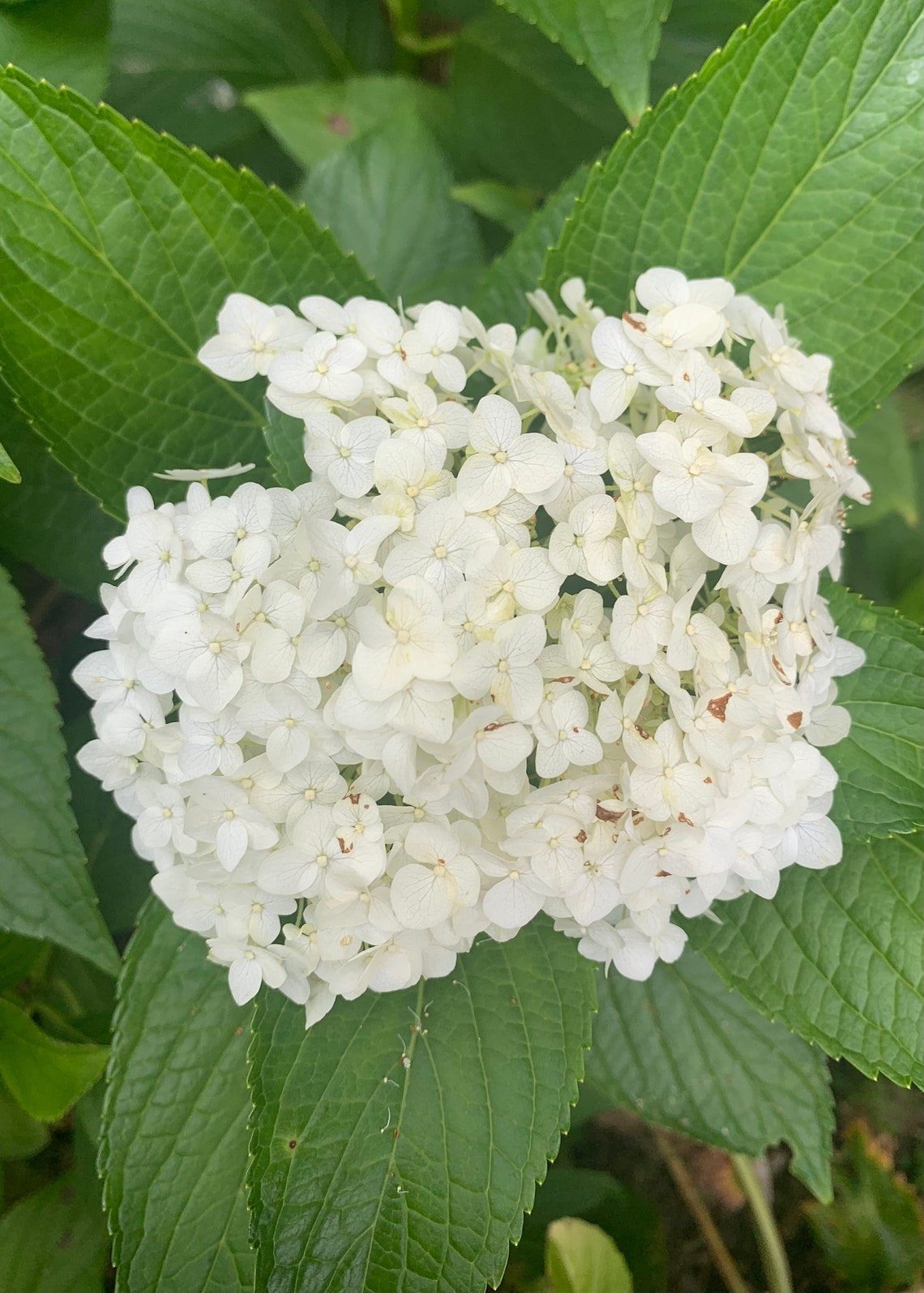 Shades of the Hydrangea - Etsy