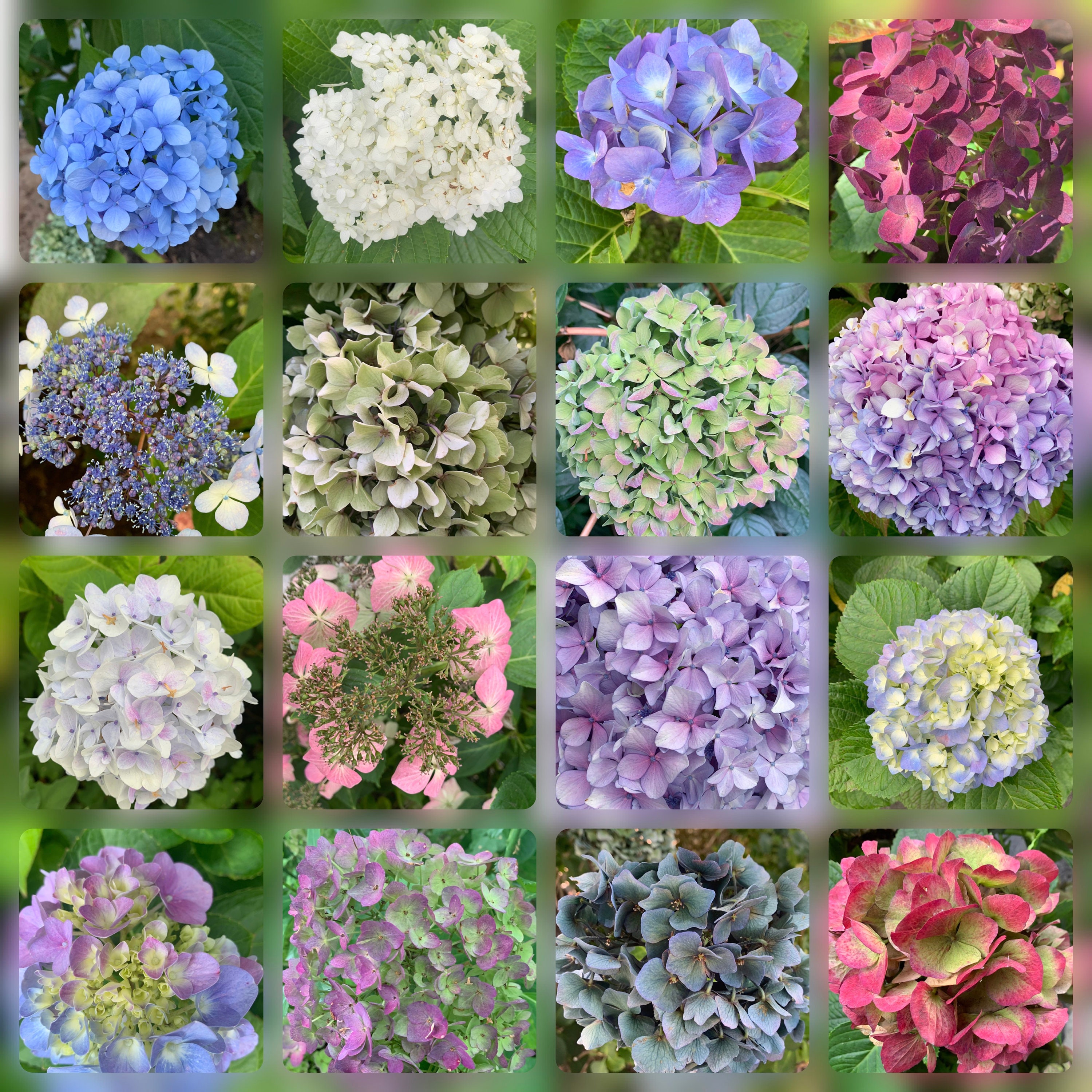 Shades of the Hydrangea - Etsy