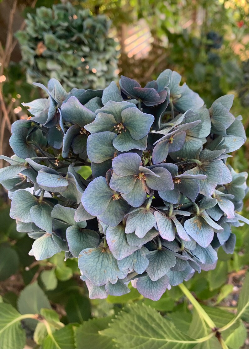 Shades of the Hydrangea - Etsy