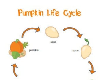 Pumpkin Life Cycle Poster DIGITAL DOWNLOAD - Etsy