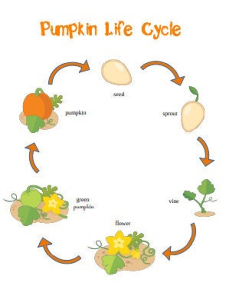 Pumpkin Life Cycle Poster DIGITAL DOWNLOAD - Etsy