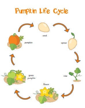 Pumpkin Life Cycle Poster DIGITAL DOWNLOAD - Etsy