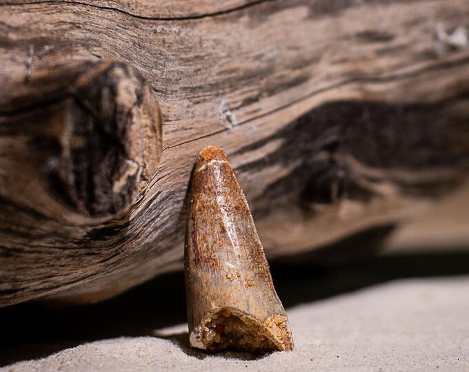 Spinosaurus Teeth in Museum Quality, Fossils With Certificate of ...
